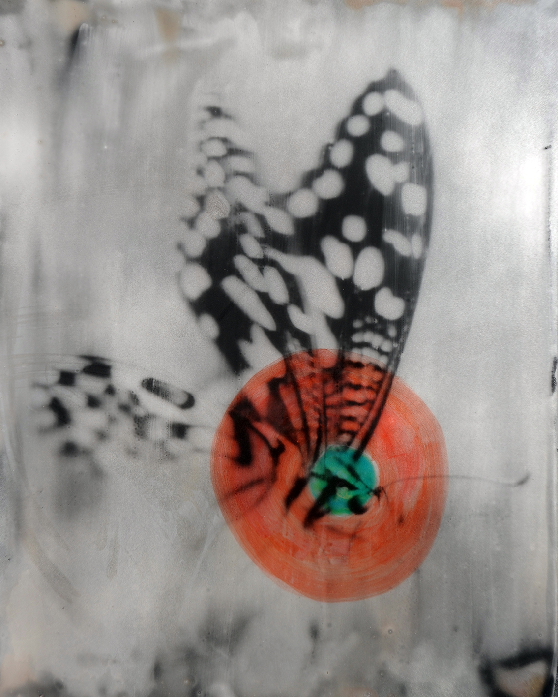 WING FLAPPING 06 - Alice Dourenn